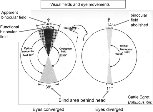 Visual fields and their functions in birds | SpringerLink