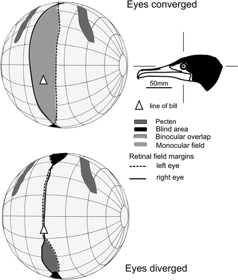 Visual fields and their functions in birds | SpringerLink