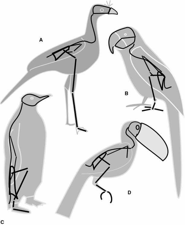 The legs: a key to bird evolutionary success | SpringerLink