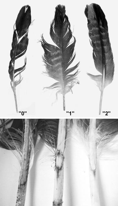 Factors affecting DNA quality in feathers used for non-invasive ...