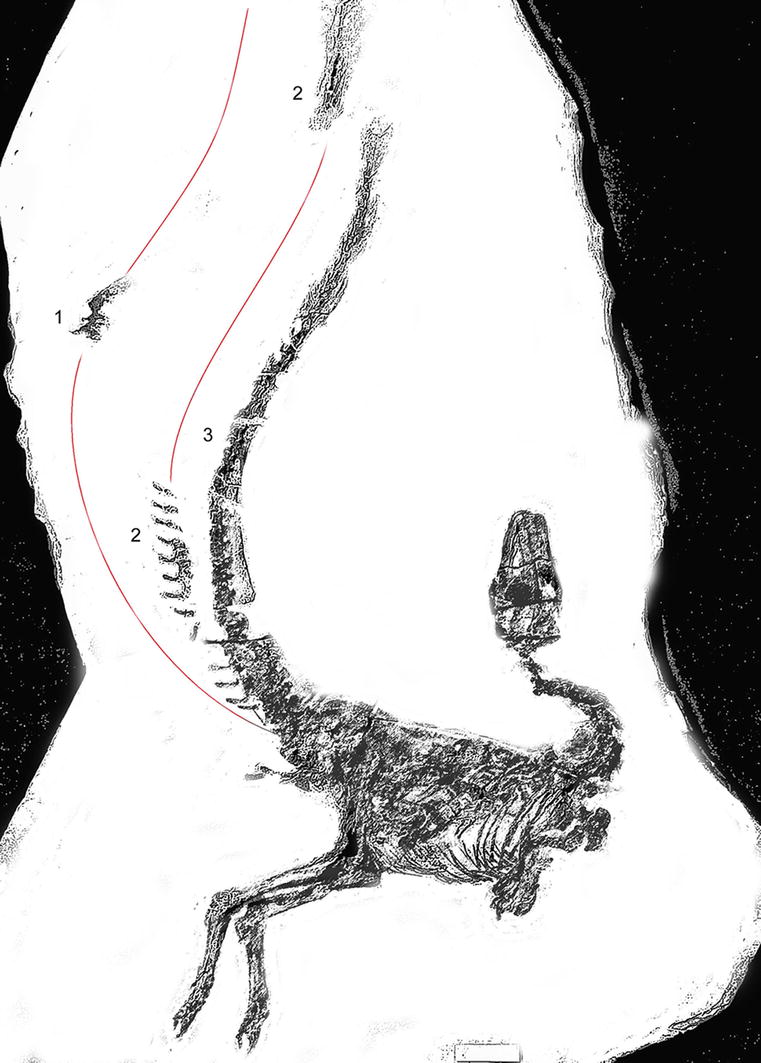 Three stages of post mortem opisthotonus uniquely captured in the ...