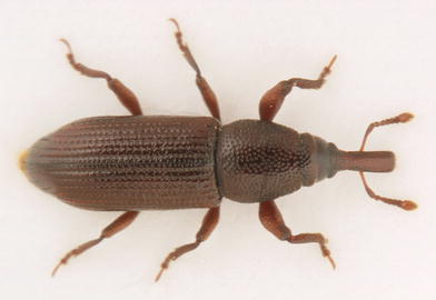 First record of the wood boring weevil, Pentarthrum huttoni, in Austria ...