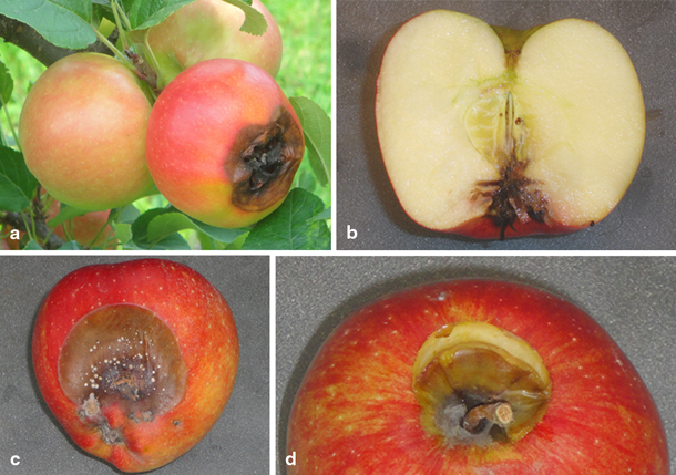 Biology and control of the apple canker fungus Neonectria ditissima ...
