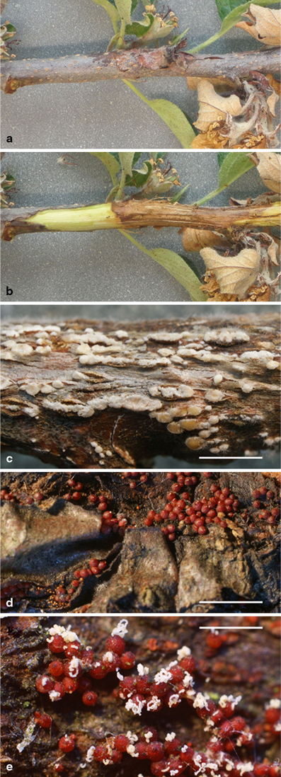 Biology and control of the apple canker fungus Neonectria ditissima ...