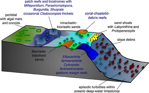 Significance of stromatoporoids in Jurassic reefs and carbonate ...
