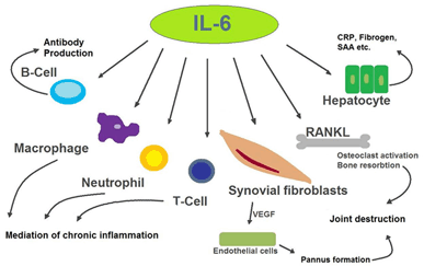 IL-6 blockade in chronic inflammatory diseases | SpringerLink