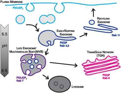 Endocytic pathways and endosomal trafficking: a primer | SpringerLink
