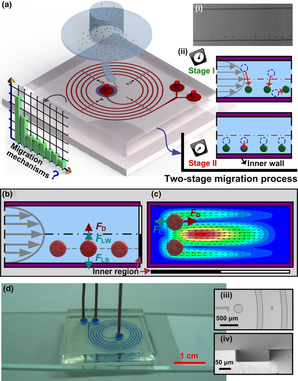 Inertia-induced focusing dynamics of microparticles throughout a curved microfluidic channel ...