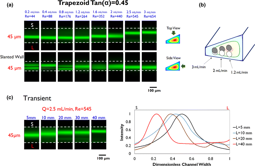 Inertial particle focusing dynamics in a trapezoidal straight microchannel: application to ...