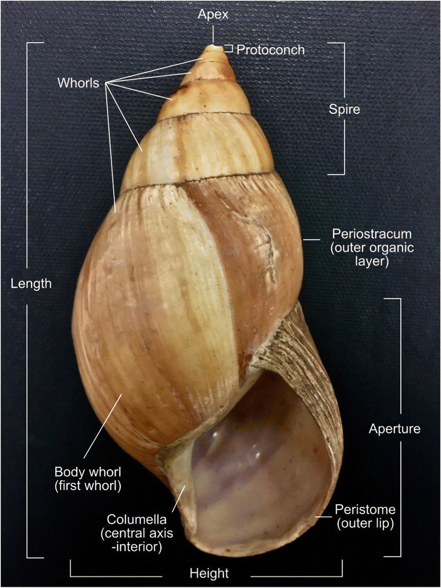Land Snail Shell Beads in the Sub-Saharan Archaeological Record: When ...