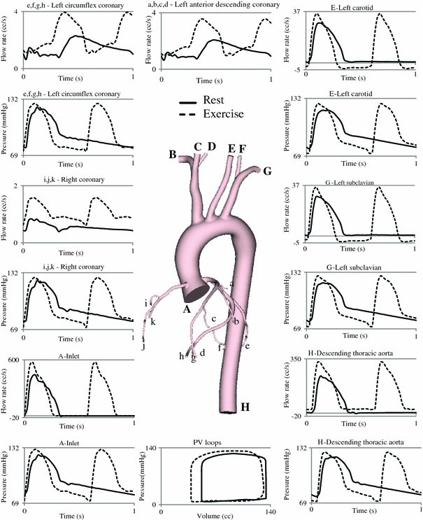 Incorporating Autoregulatory Mechanisms of the Cardiovascular System in ...