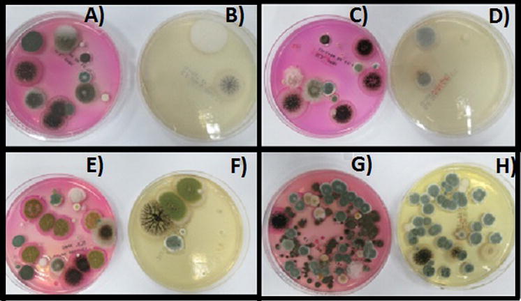 Comparison of dichloran rose bengal chloramphenicol and Sabouraud ...