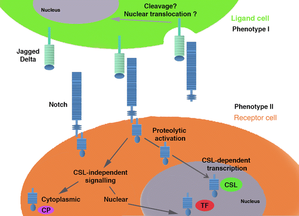 Regulation of angiogenesis by homotypic and heterotypic notch ...