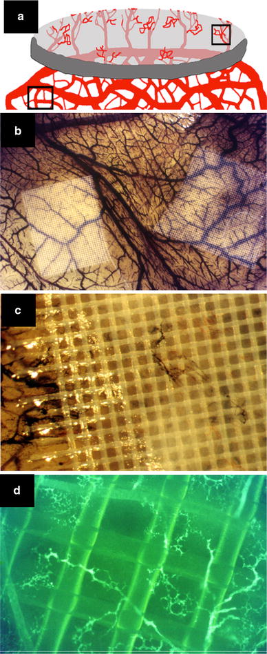 The chicken chorioallantoic membrane model in biology, medicine and ...