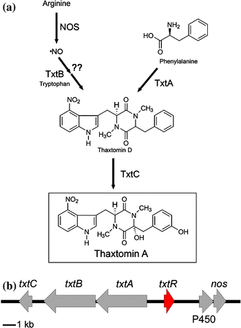 Thaxtomin biosynthesis: the path to plant pathogenicity in the genus ...