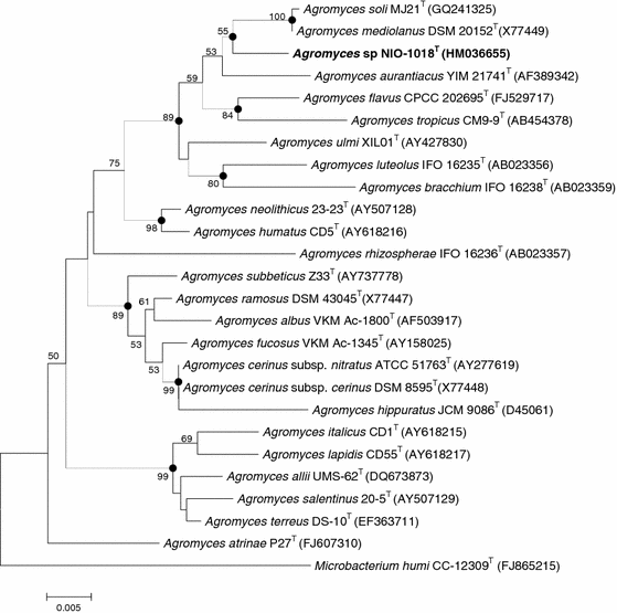 Agromyces indicus sp. nov., isolated from mangroves sediment in Chorao ...