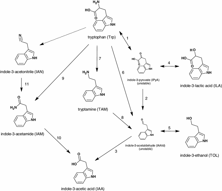 A simple method for simultaneous RP-HPLC determination of indolic ...