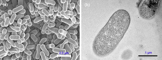 Methylobacterium pseudosasae sp. nov., a pink-pigmented, facultatively ...