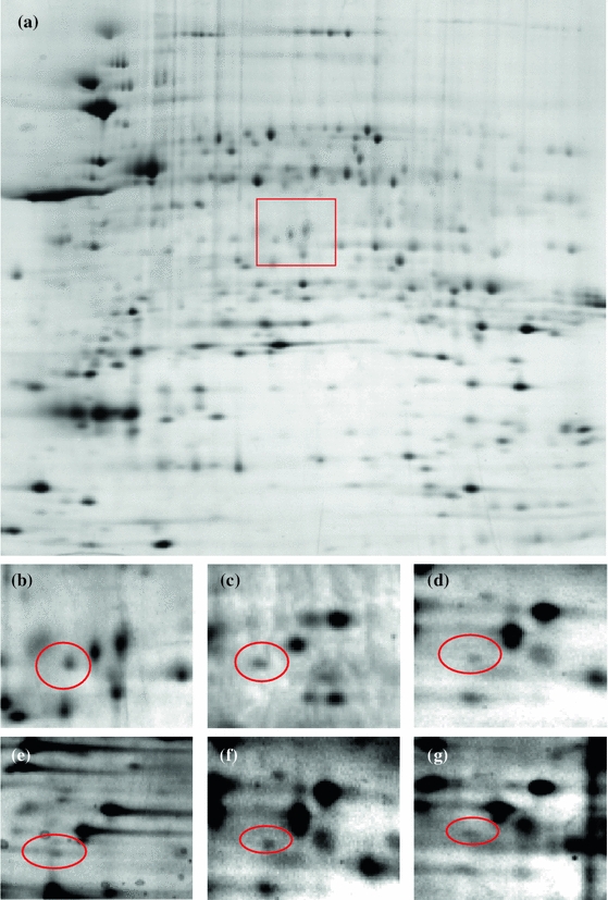 CadF expression in Campylobacter jejuni strains incubated under low ...