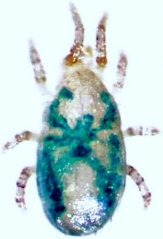 RNAi-mediated knockdown of transformer- 2 in the predatory mite ...