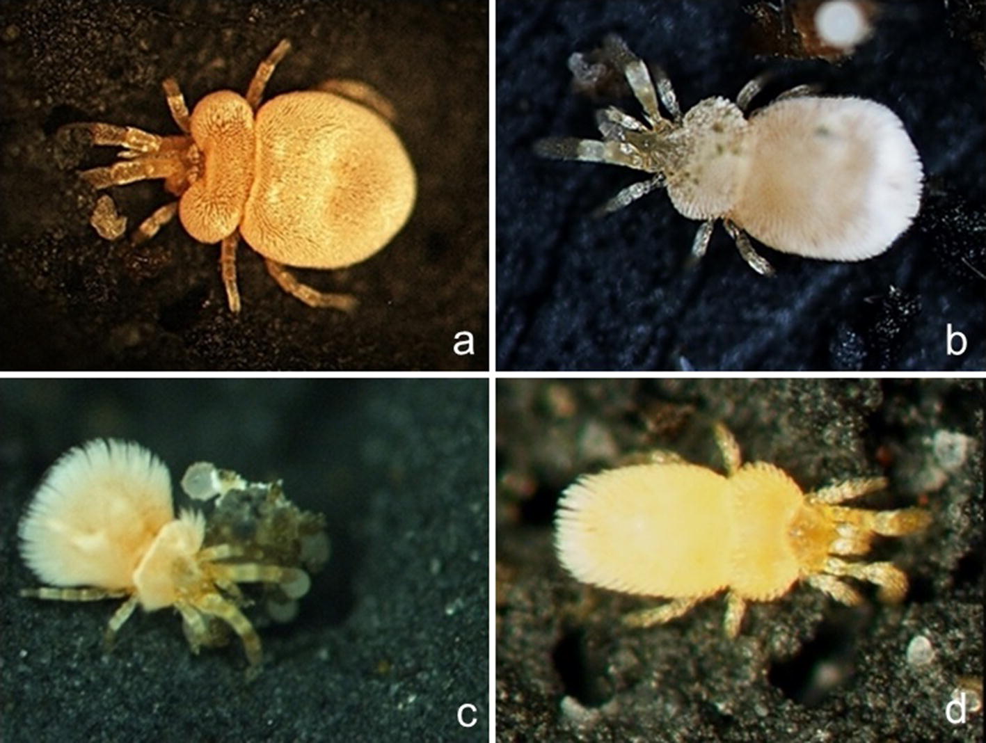 Evidence for co-invasion events: different chigger species ...