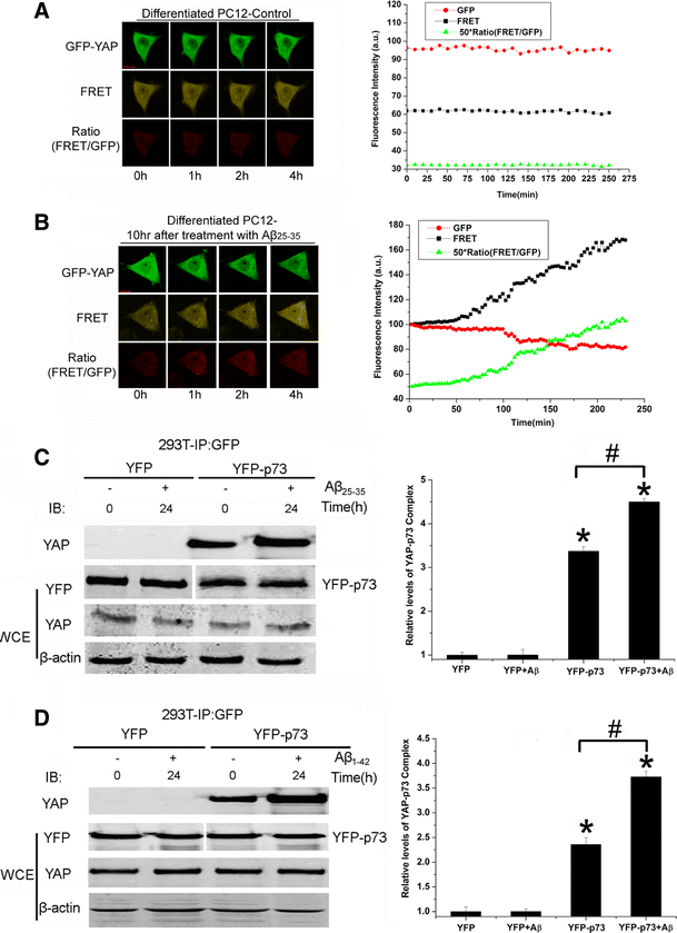 YAP accelerates Aβ25–35-induced apoptosis through upregulation of Bax ...