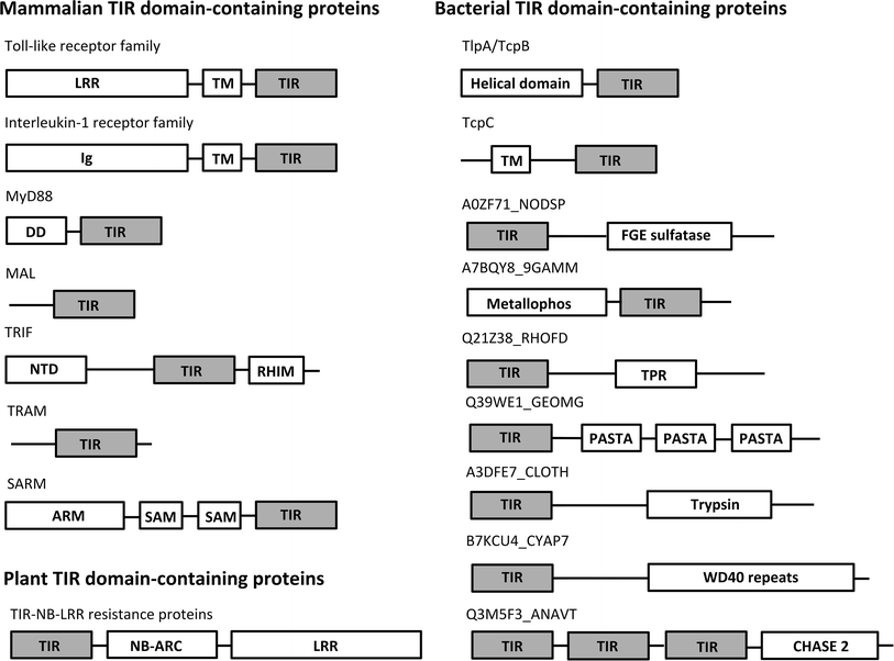 Structure and function of Toll/interleukin-1 receptor/resistance ...