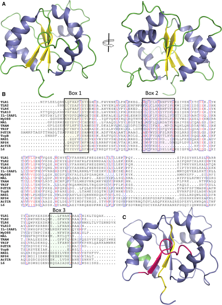 Structure and function of Toll/interleukin-1 receptor/resistance ...