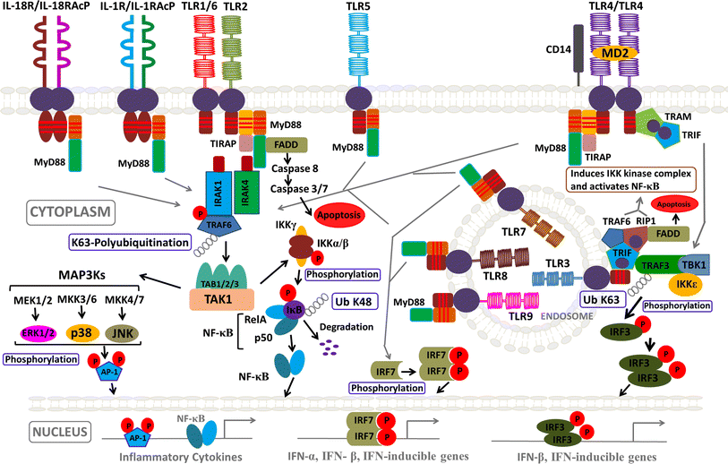 Toll/interleukin-1 receptor (TIR) domain-mediated cellular signaling ...