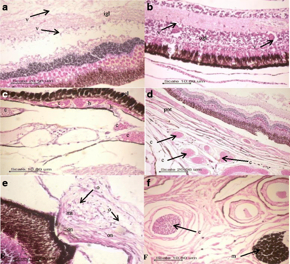 Betanodavirus infection in reared marine fishes along the Arabian Gulf ...