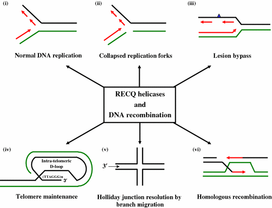 Roles of RECQ helicases in recombination based DNA repair, genomic ...