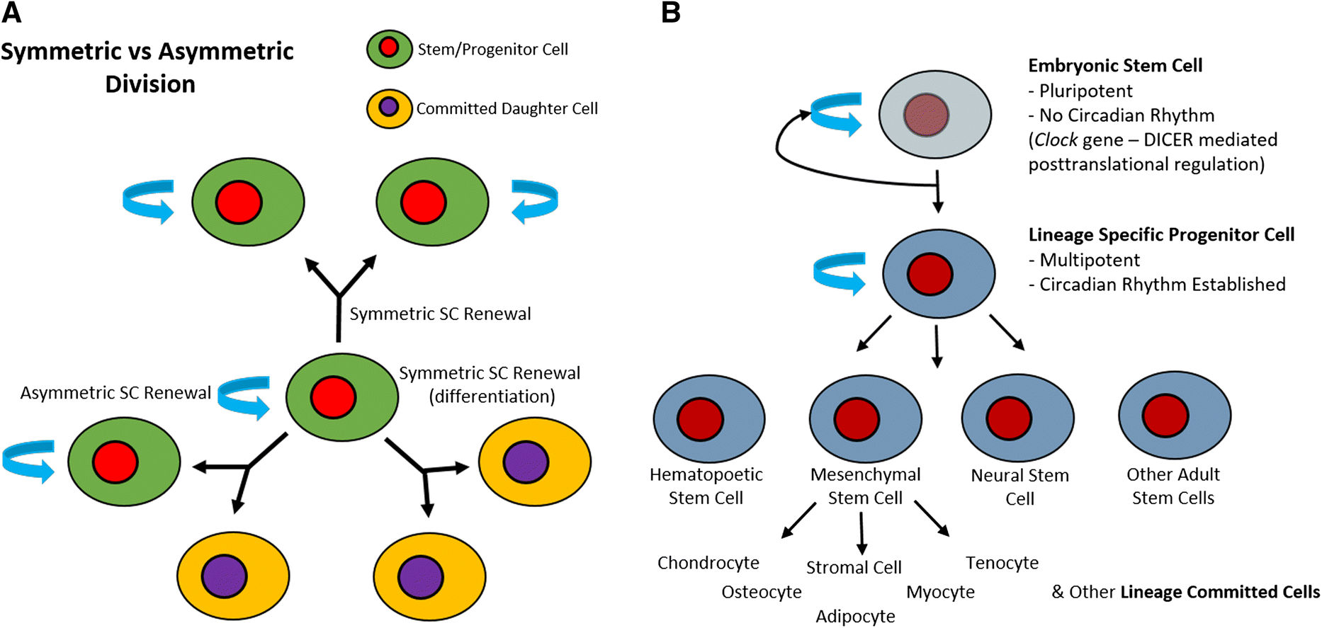 Adult stem cell maintenance and tissue regeneration around the clock ...