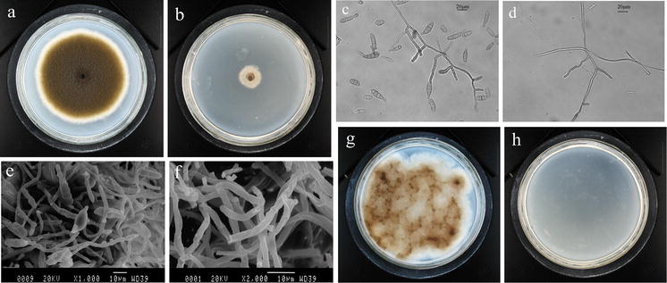 Myroides odoratimimus, a biocontrol agent from the rhizosphere of ...