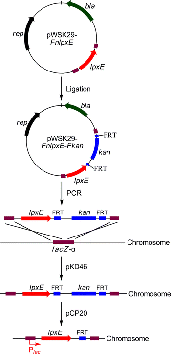 Construction of an Escherichia coli mutant producing monophosphoryl ...