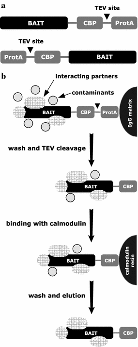 The tandem affinity purification technology: an overview | SpringerLink