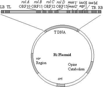 Natural plant genetic engineer Agrobacterium rhizogenes: role of T-DNA ...