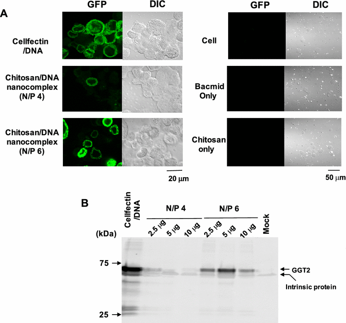 Versatility of chitosan/BmNPV bacmid DNA nanocomplex as transfection ...
