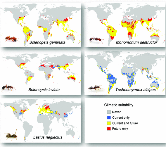Worldwide ant invasions under climate change | SpringerLink