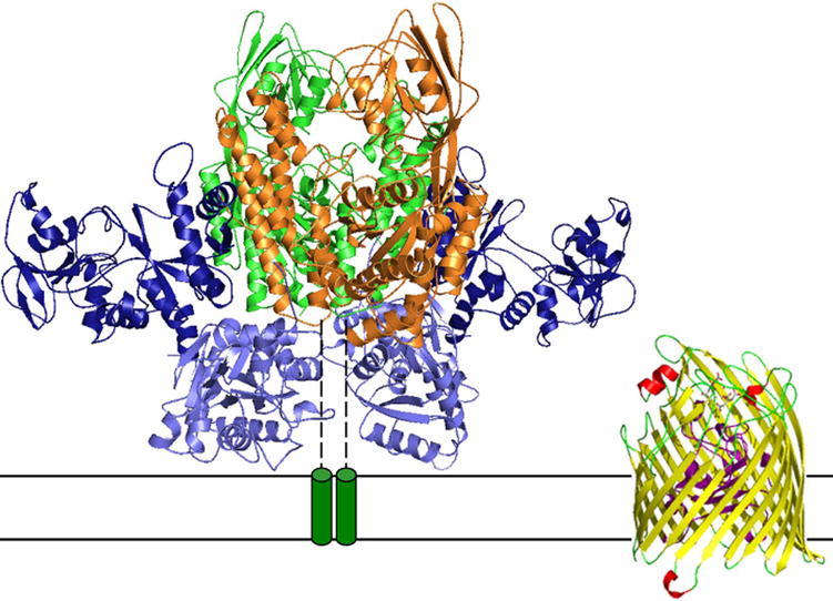 A structural comparison of human serum transferrin and human ...