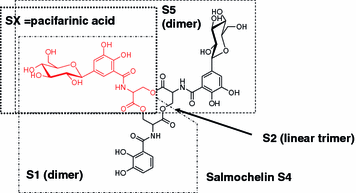Salmochelin, the long-overlooked catecholate siderophore of Salmonella ...