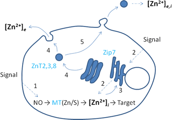 Metals on the move: zinc ions in cellular regulation and in the ...