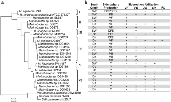 Iron transport in the genus Marinobacter | SpringerLink