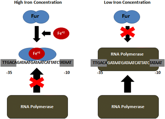 An overview of siderophores for iron acquisition in microorganisms ...