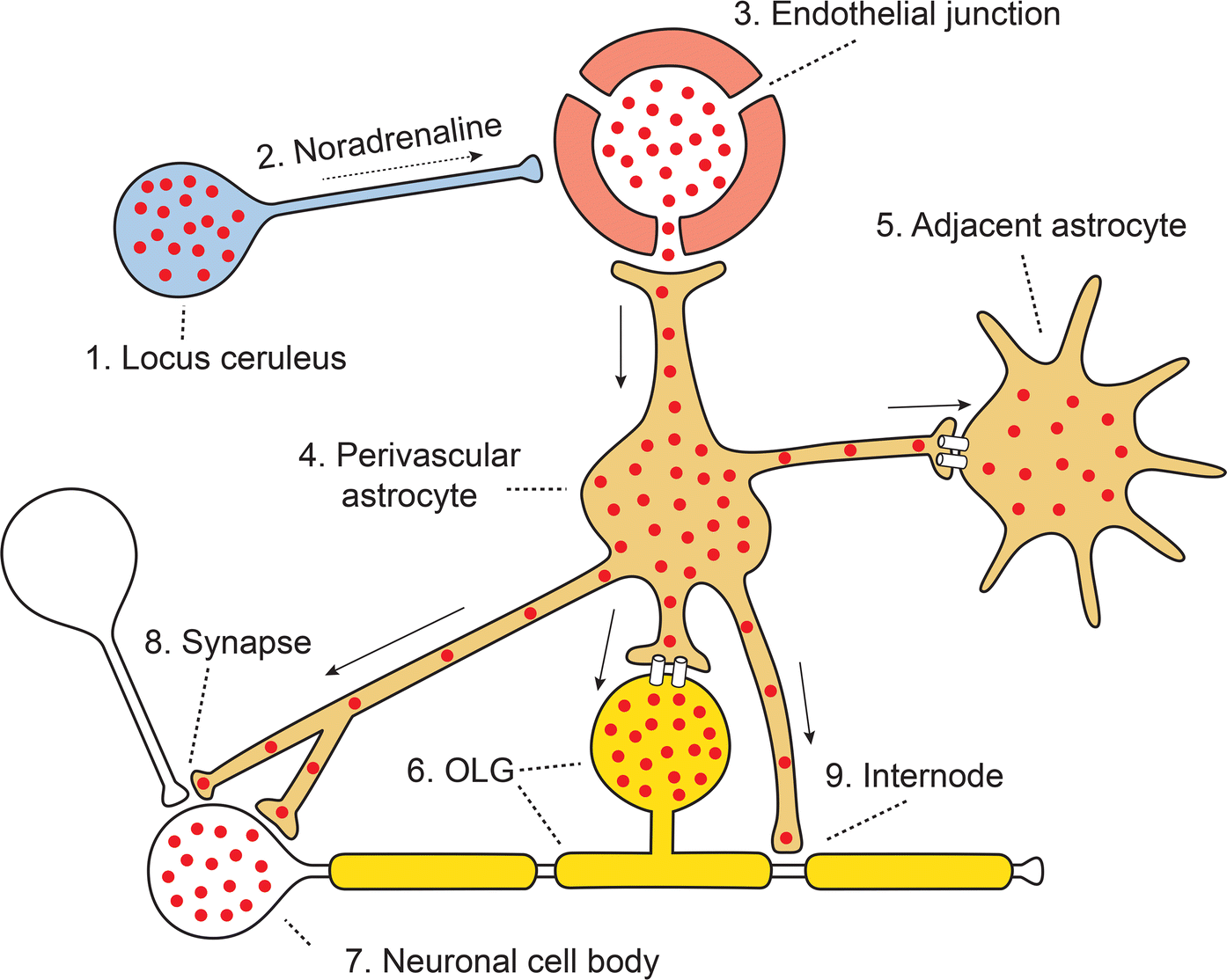 Inorganic mercury in human astrocytes, oligodendrocytes ...