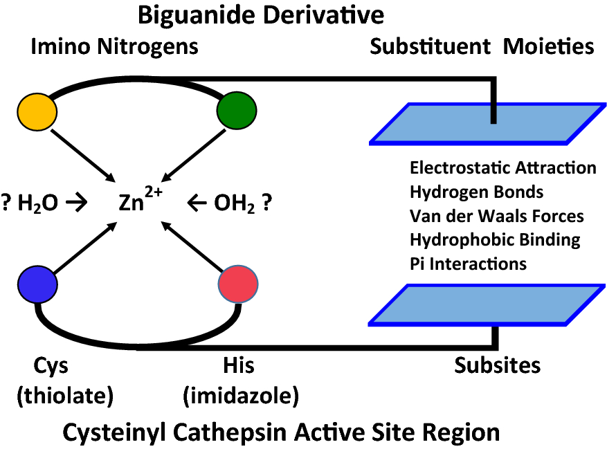 Biguanide is a modifiable pharmacophore for recruitment of endogenous ...