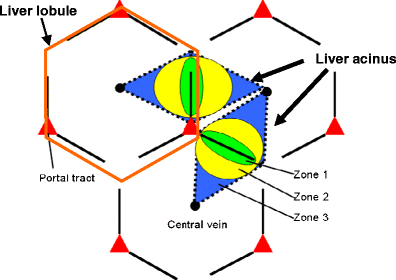 A microfluidic device mimicking acinar concentration gradients across ...