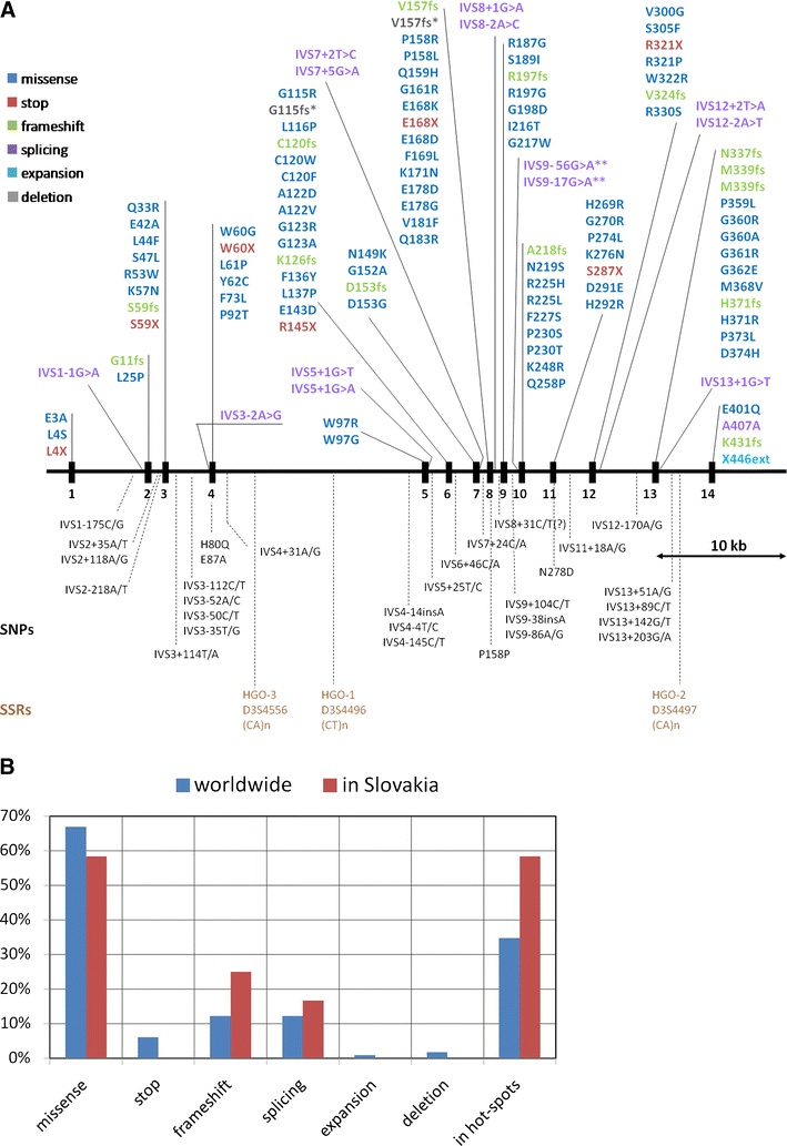 An update on molecular genetics of Alkaptonuria (AKU) | SpringerLink