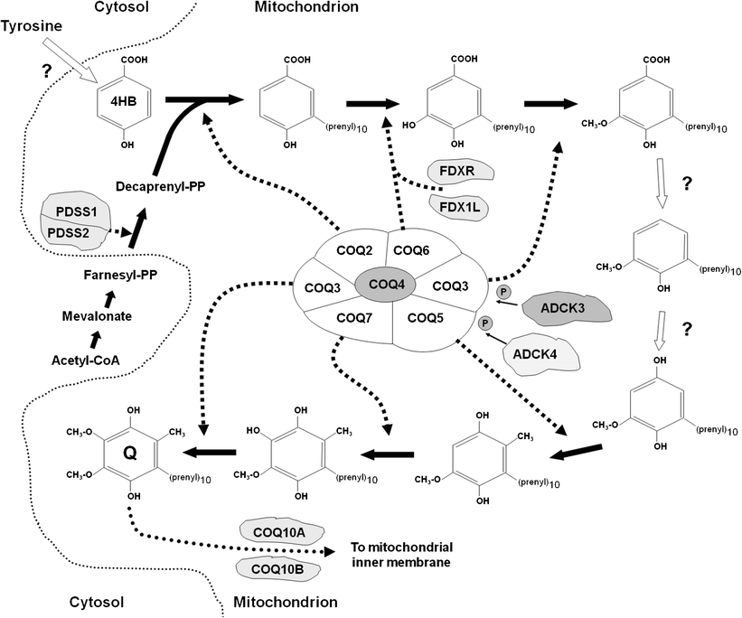 Genetic bases and clinical manifestations of coenzyme Q10 (CoQ10 ...