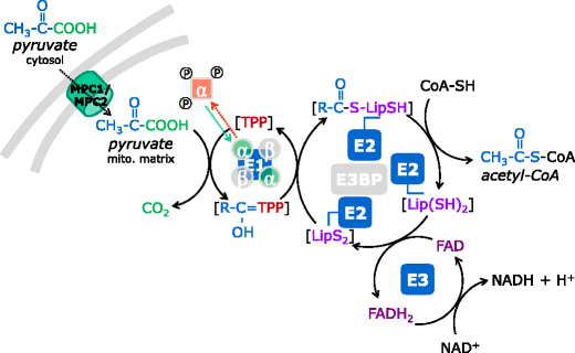The spectrum of pyruvate oxidation defects in the diagnosis of ...