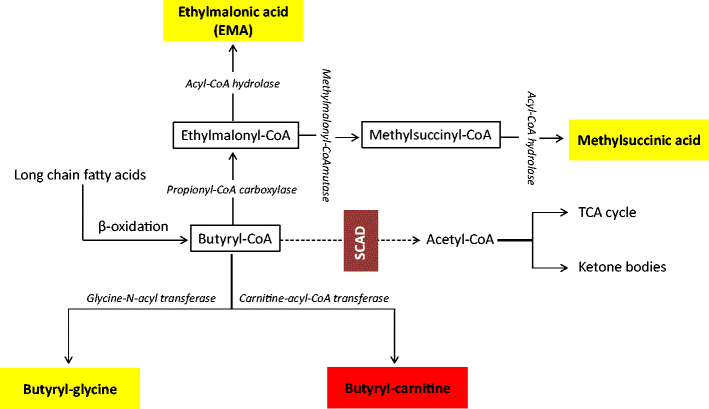 Short-chain acyl-CoA dehydrogenase deficiency: from gene to cell ...